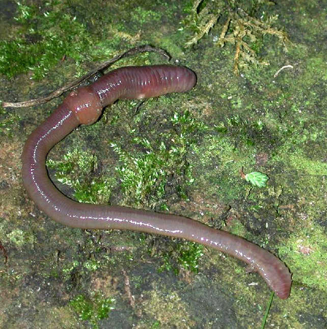 Ten Interesting Facts Worms Book Units Teacher Ten Interesting Facts Worms Book Units Teacher
