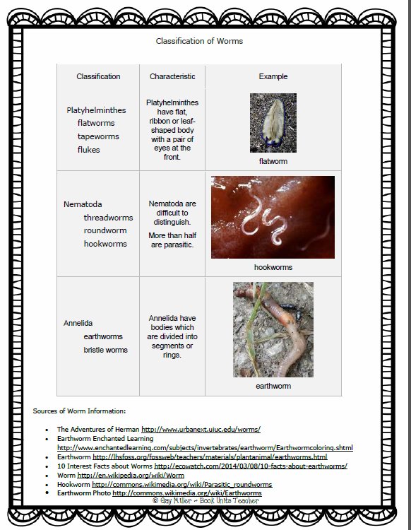 Ten Interesting Facts Worms Book Units Teacher